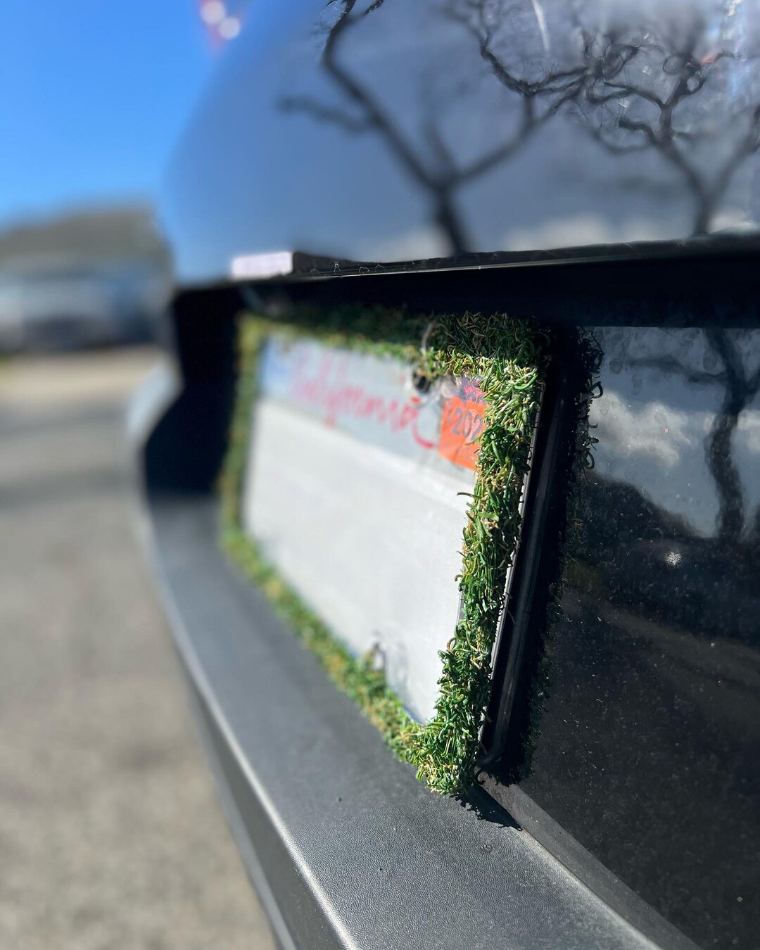 Grass Plant License Plate Frame - Etsy
