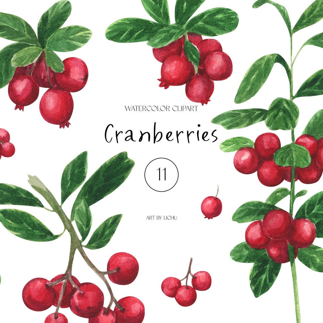 Watercolor Berries Clipart Summer Cranberries Clip Art Fresh Fruits ...