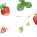 Watercolor Strawberry Clipart Summer Berry Strawberries Harvest Food ...