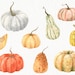 Watercolor Clipart Thanksgiving - Pumpkin Clipart - Vegetable Plants ...