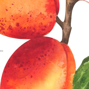 Watercolor Apricots Clipart Summer Fruits Juicy Garden Harvest ...