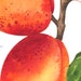 Watercolor Apricots Clipart Summer Fruits Juicy Garden Harvest ...