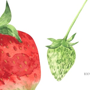 Watercolor Strawberry Clipart Summer Berry Strawberries Harvest Food ...