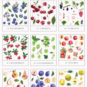 Watercolor Fruits Clipart Summer Berries Png Peach Apple Plum Cherry ...