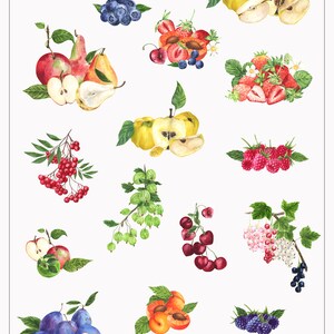Watercolor Fruits Clipart Summer Berries Png Peach Apple Plum Cherry ...