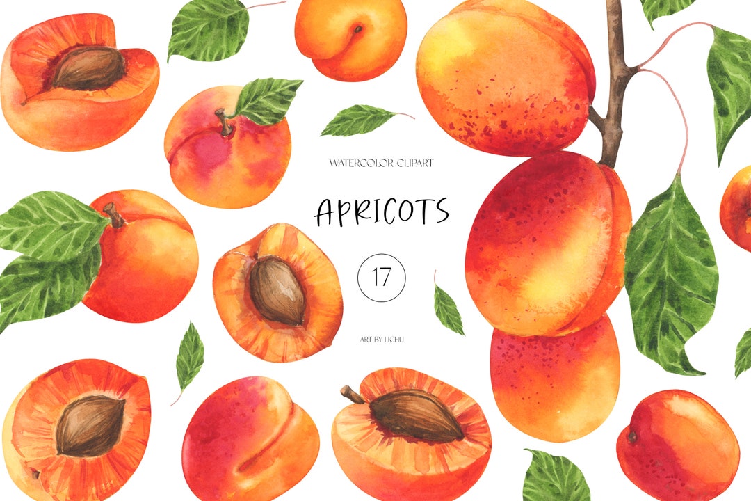 Watercolor Apricots Clipart Summer Fruits Juicy Garden Harvest ...
