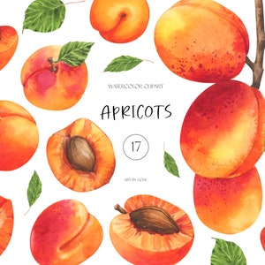 Watercolor Apricots Clipart Summer Fruits Juicy Garden Harvest ...