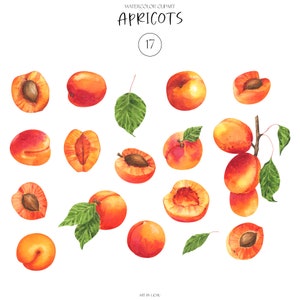 Watercolor Apricots Clipart Summer Fruits Juicy Garden Harvest ...