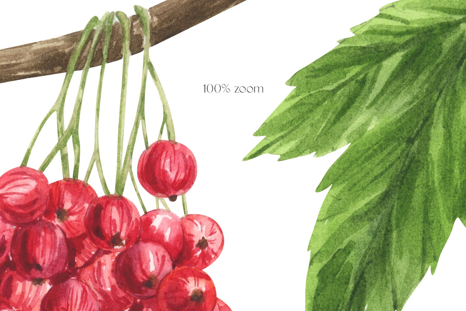 Watercolor Red Berries Clipart Currants Png Summer Berry - Etsy