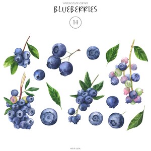 Blueberries Clipart Watercolor Summer Berries Clip Art Fresh Fruits ...