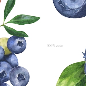 Blueberries Clipart Watercolor Summer Berries Clip Art Fresh Fruits ...