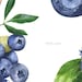 Blueberries Clipart Watercolor Summer Berries Clip Art Fresh Fruits ...