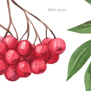 Watercolor Berries Clipart Summer Roman Red Berries Clip Art Fresh ...