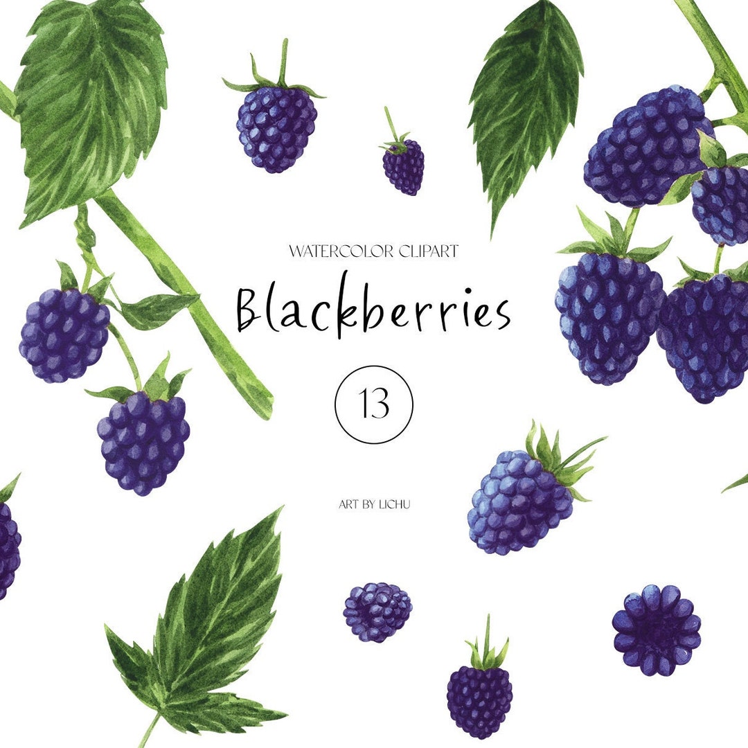 Watercolor Berries Clipart Summer Blackberries Clip Art Fresh Fruits ...