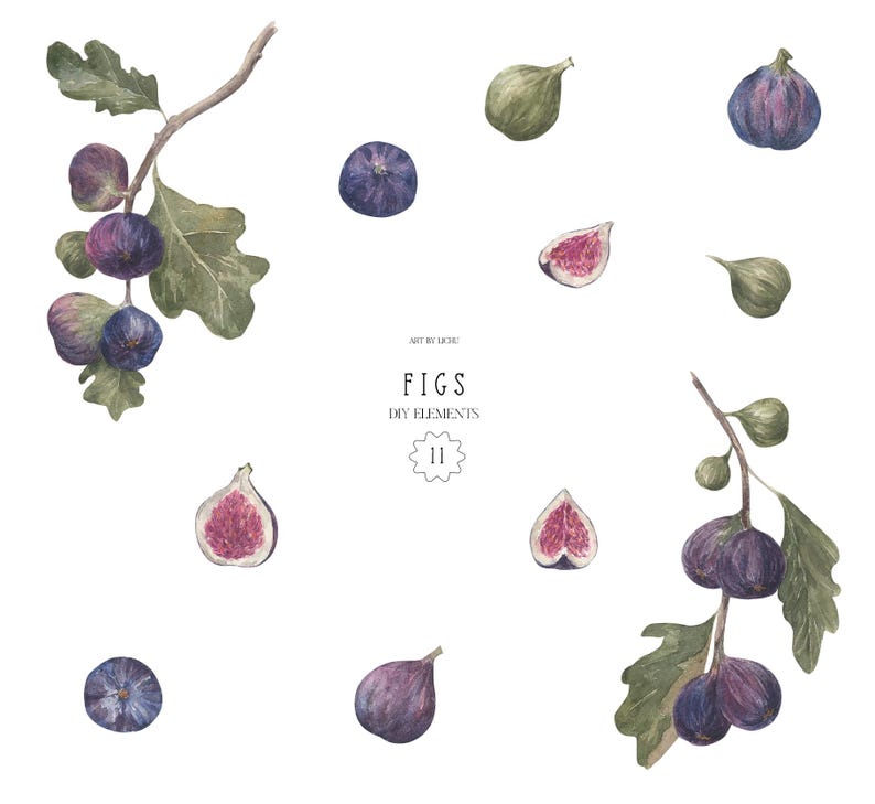 Fig Clipart, Fruit Clipart, Watercolor Figs, Food Clipart, Botanical ...