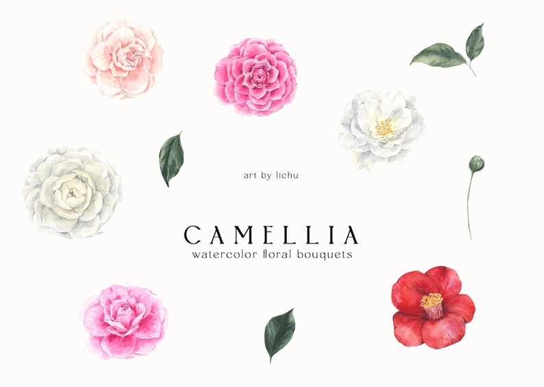 Camellia Clipart Watercolor Flowers Bouquet Floral Arrangement Wedding ...