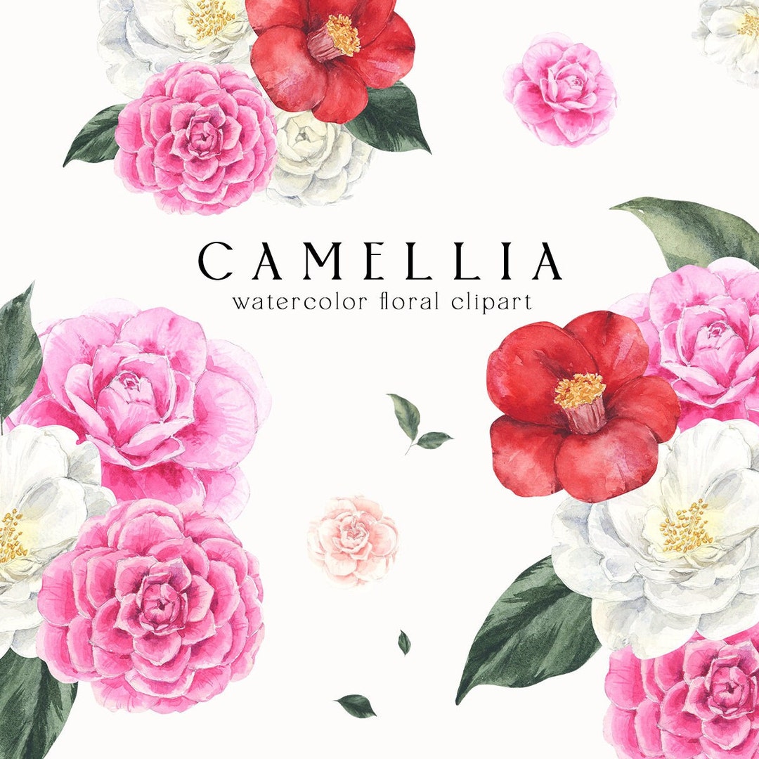 Camellia Clipart Watercolor Flowers Bouquet Floral Arrangement Wedding ...
