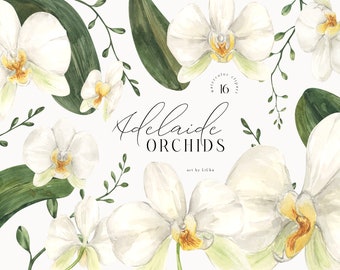 White Orchids Watercolor Clipart PNG Flower Sublimation - Etsy