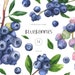 Blueberries Clipart Watercolor Summer Berries Clip Art Fresh Fruits ...