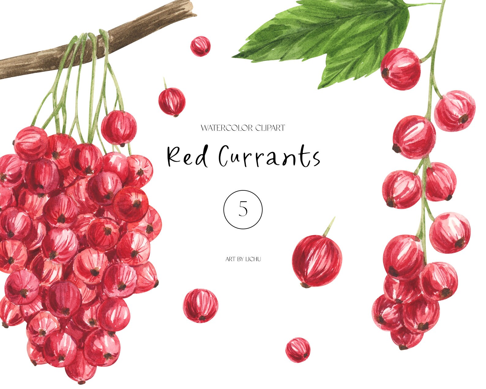 Johannisbeere Clipart Flowers