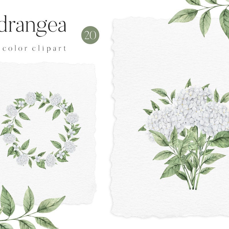 White Hydrangeas - Etsy