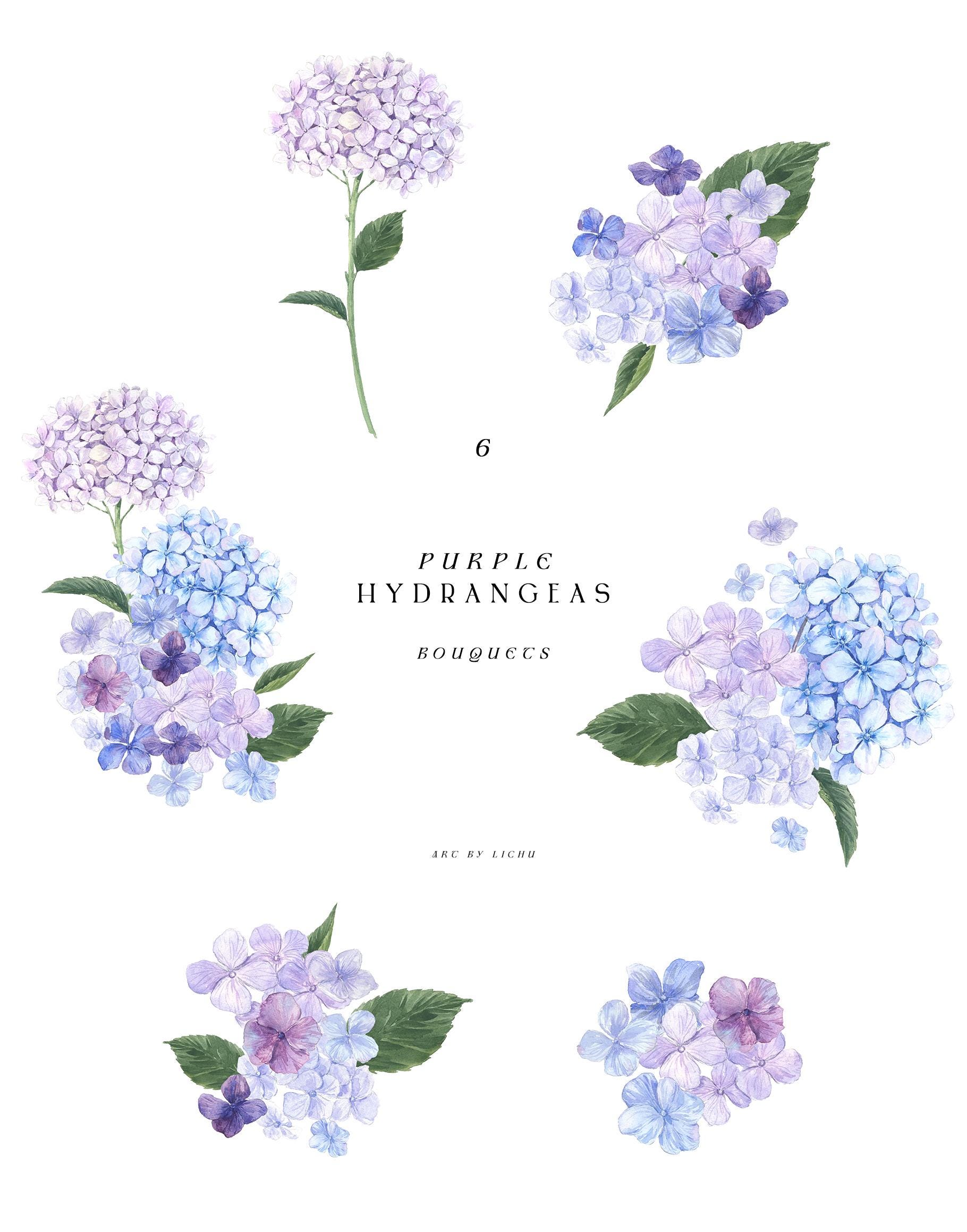 Purple Hydrangeas Clipart – Coquette Watercolor Flowers, Romantic ...