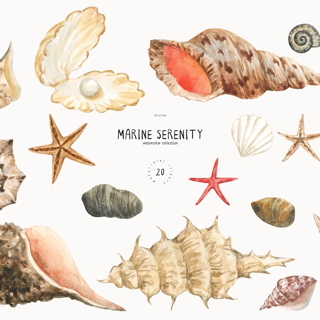 Watercolor Shells Clipart Starfish Stone Pearl Sea Clip Art Seashells ...
