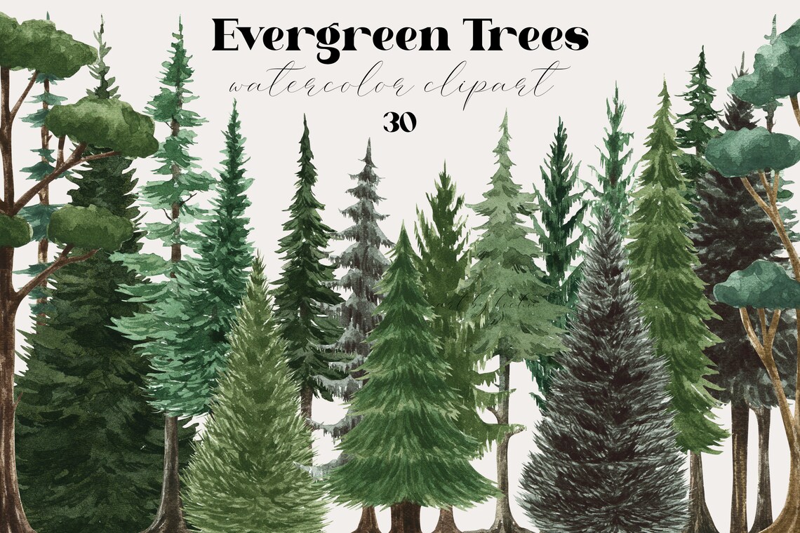 Watercolor Pine Oak Trees Clipart Greenery Forest Evergreen Tree ...