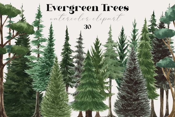 Watercolor Pine Oak Trees Clipart Greenery Forest Evergreen - Etsy