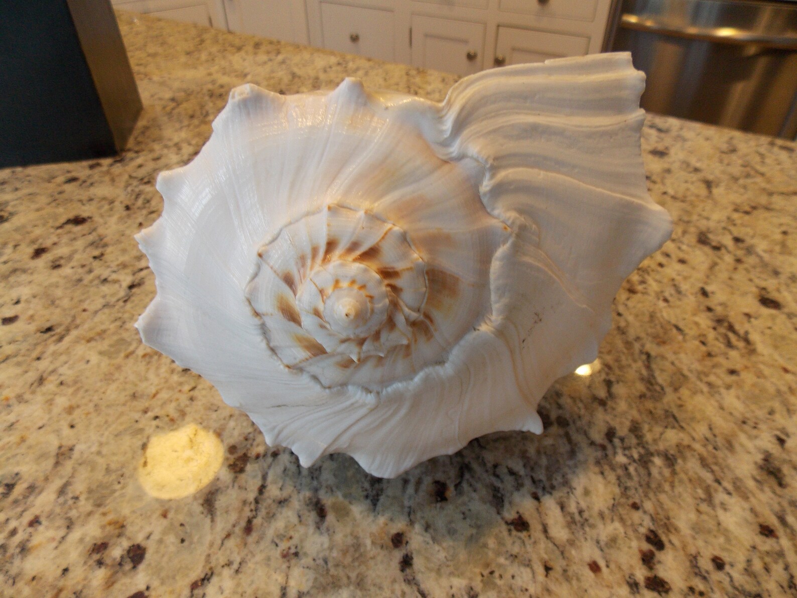 Whelk conch shell extra large 13 sinstral sprial | Etsy