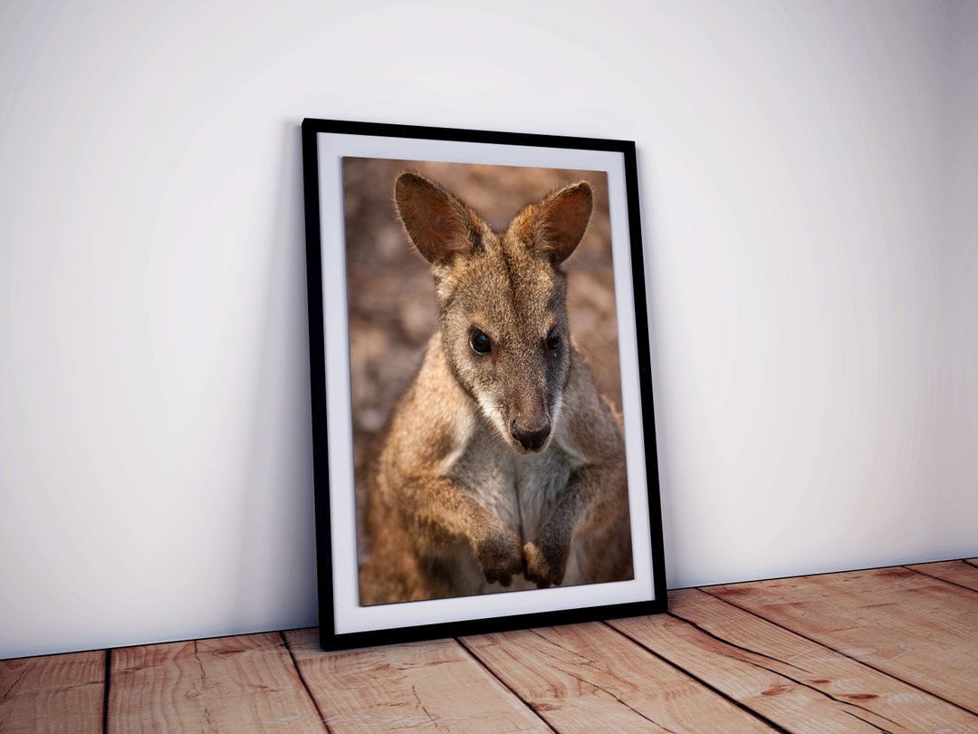 Wallaby Digital Photo Art Print, Australia Wall Art, Wallaby Print ...