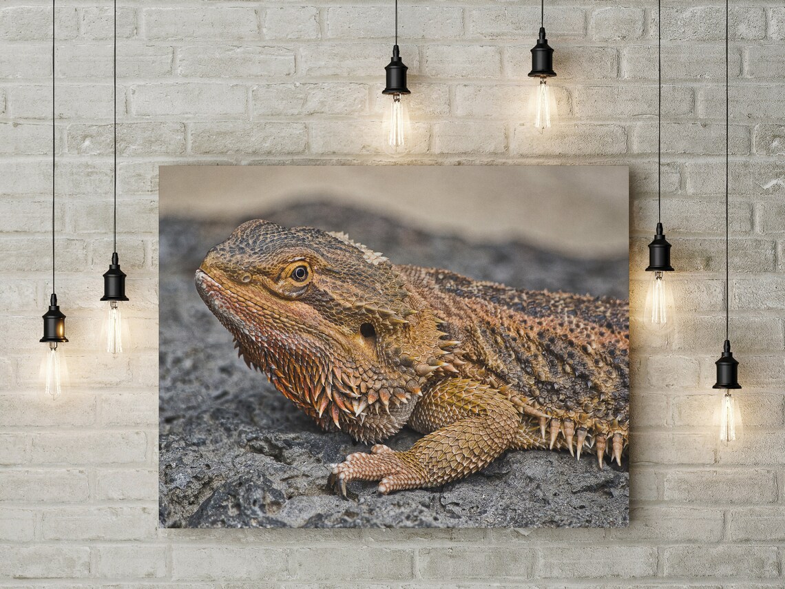 Inland Bearded Dragon Digital Photo Print, Lizard Wall Art, Reptile ...