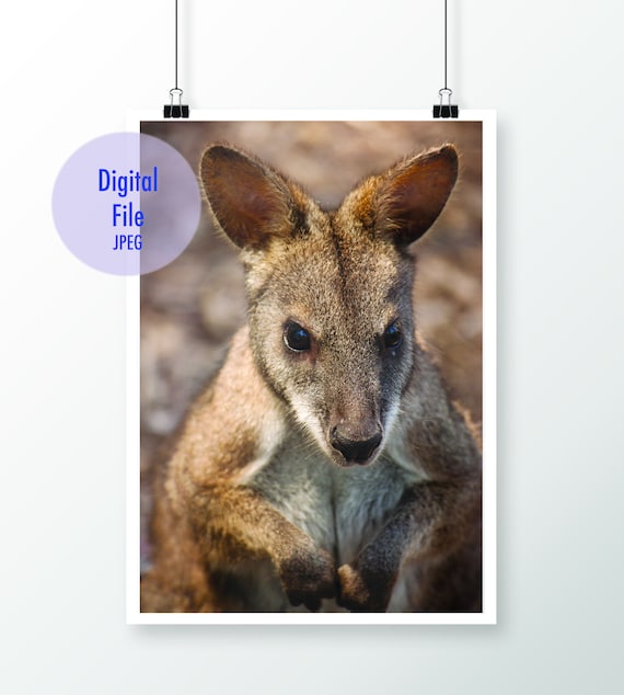 Wallaby Instant Digital Download Australia Wall Art wallaby | Etsy