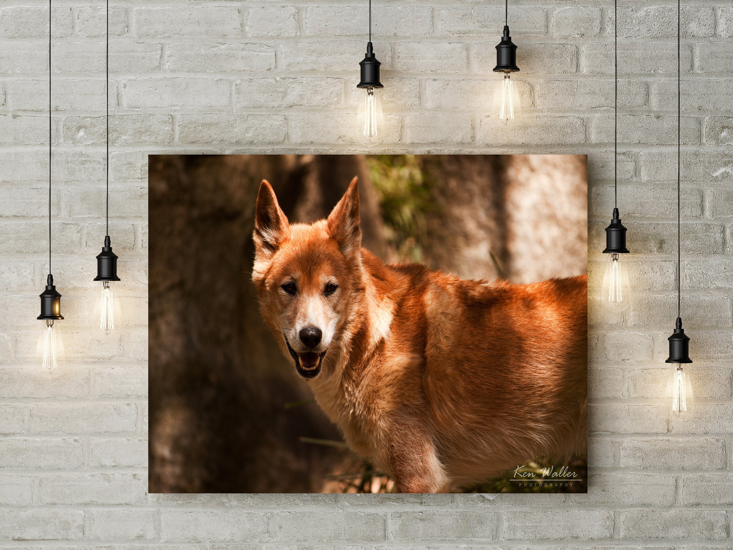 Australian Dingo Digital Photo Fine Art Print, Dingo Wall Art, Dingo ...