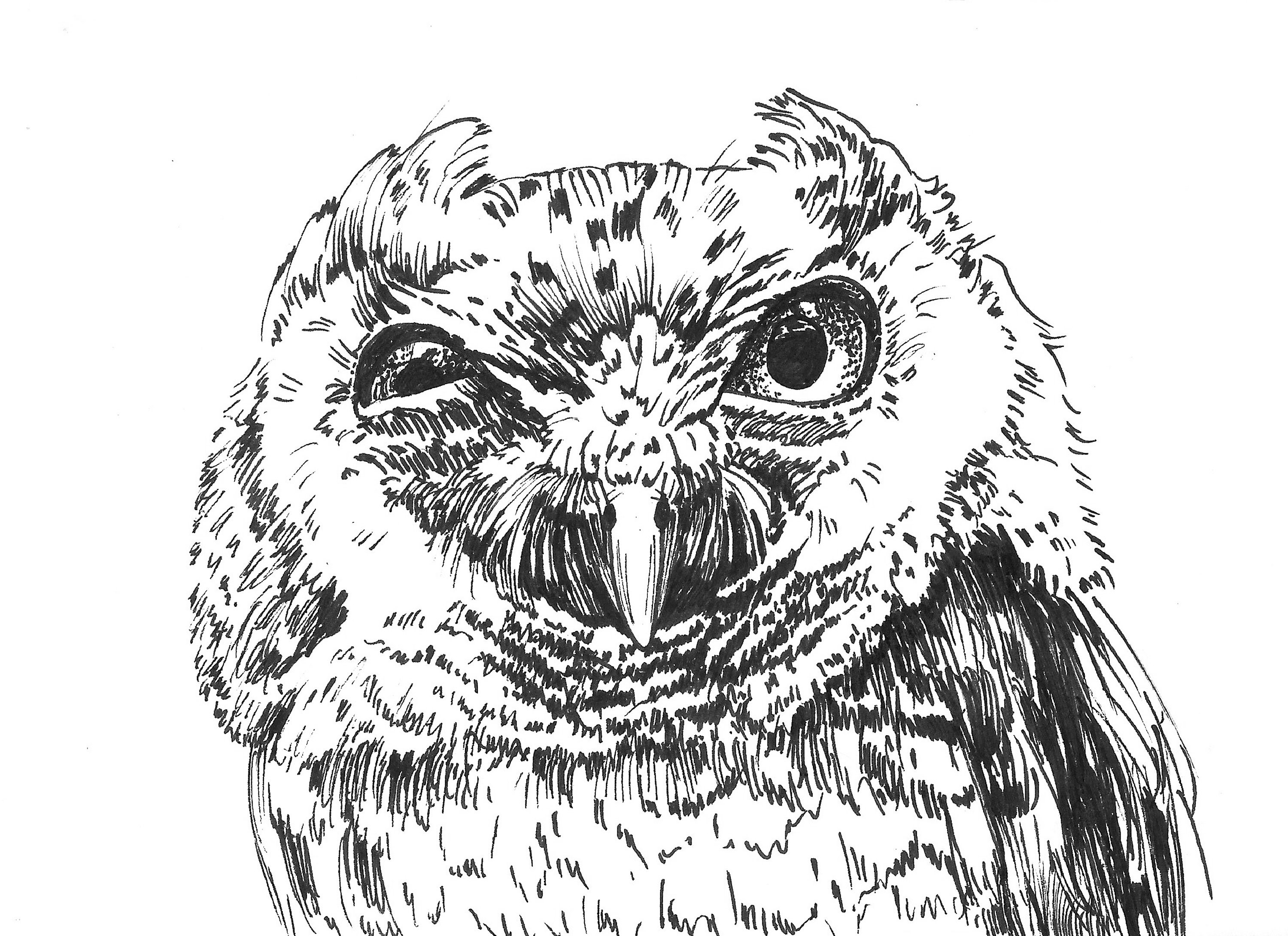 Funny Owl Art Original Art Owl ink Bird ink Graphic ink | Etsy