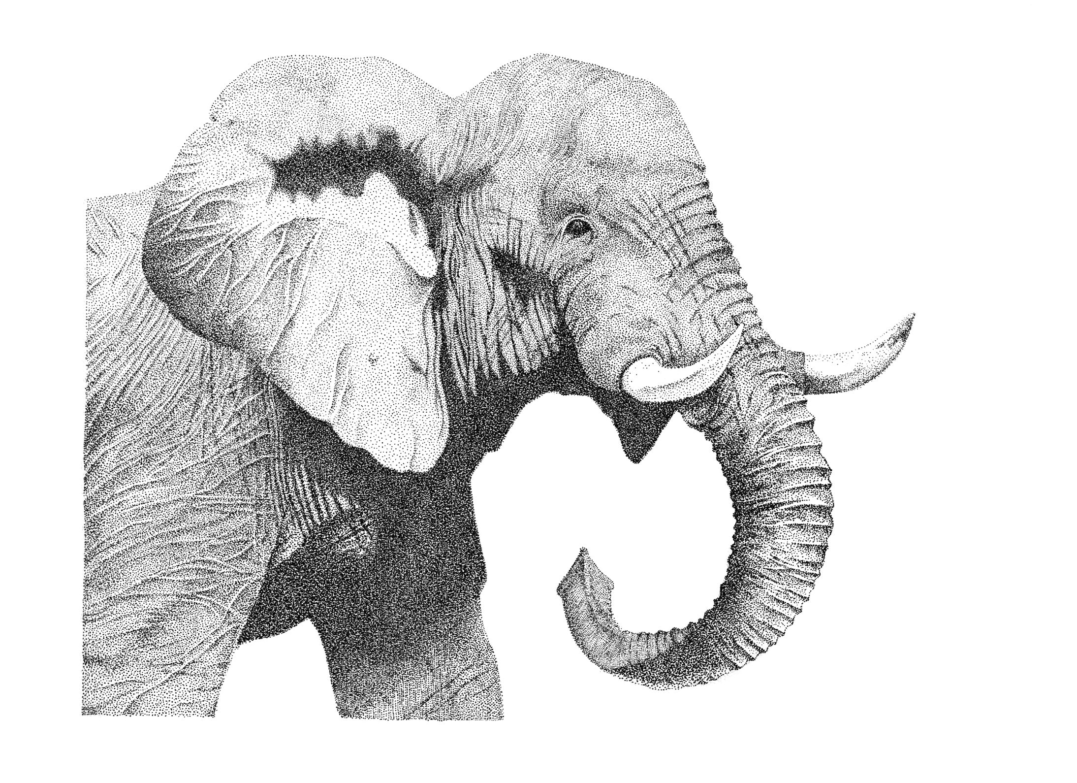 Chinese Elephant Drawing