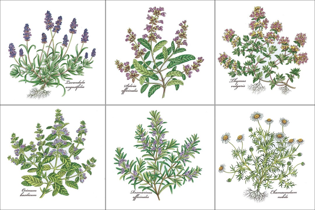 1922 -flowering Herb 6pc Set -6x6 4.25x4.25 Gloss White Tile - Herb ...