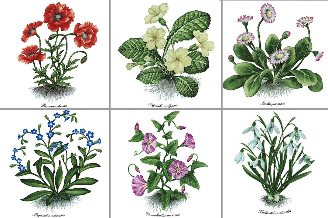 1933 - Botanical Flower -6 Piece Set on Lowes Satori Hudson White Gloss ...