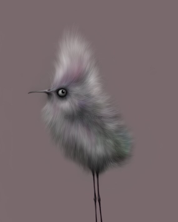 Cute Fluffy Birds
