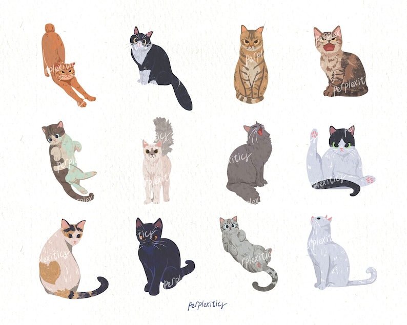Funny Cat Clipart Cat Illustrations High-quality PNG & JPG Set Cute ...