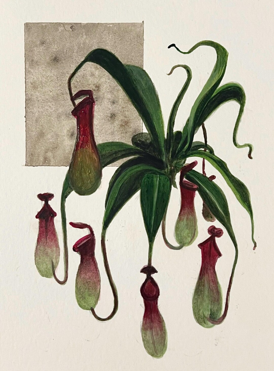 Pitcher Plant Print - Etsy