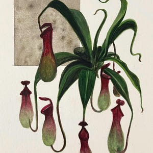 Pitcher Plant Print - Etsy