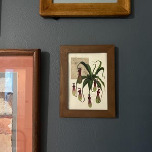 Pitcher Plant Print - Etsy