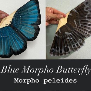 Hand Painted Moth/butterfly Fan - Etsy