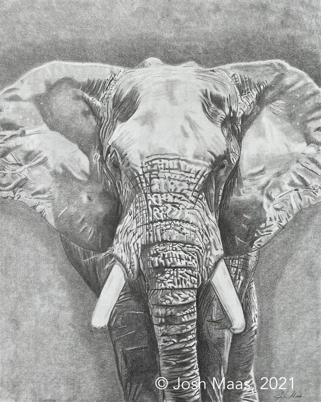 Elephant Graphite Pencil Drawing Prints - Etsy