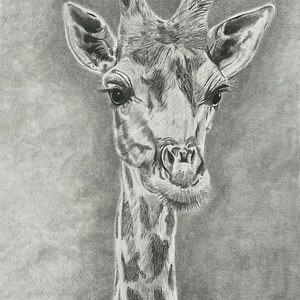 Safari Animals Graphite Pencil Drawing Prints Nursery - Etsy