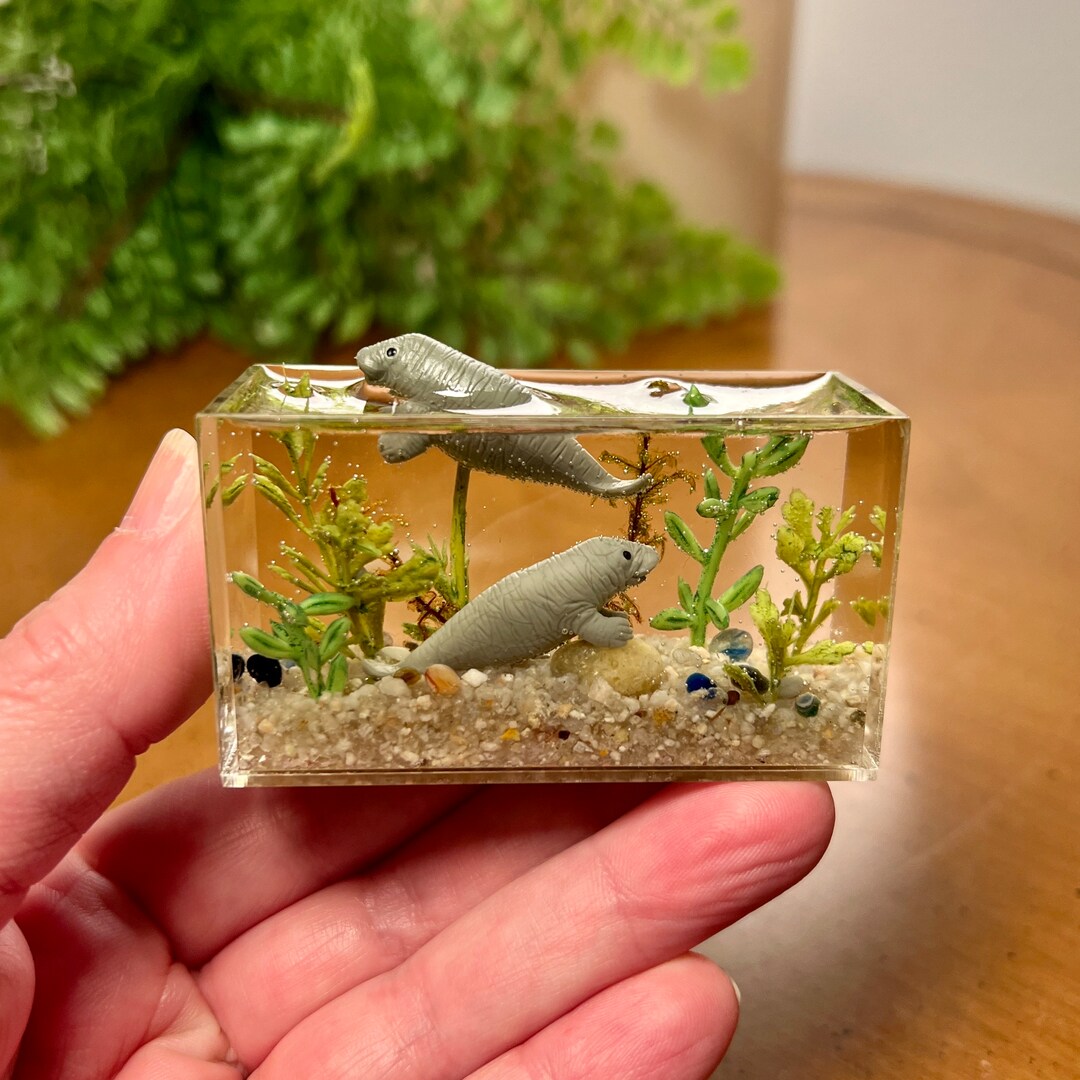 Miniature Manatee Aquarium - Etsy
