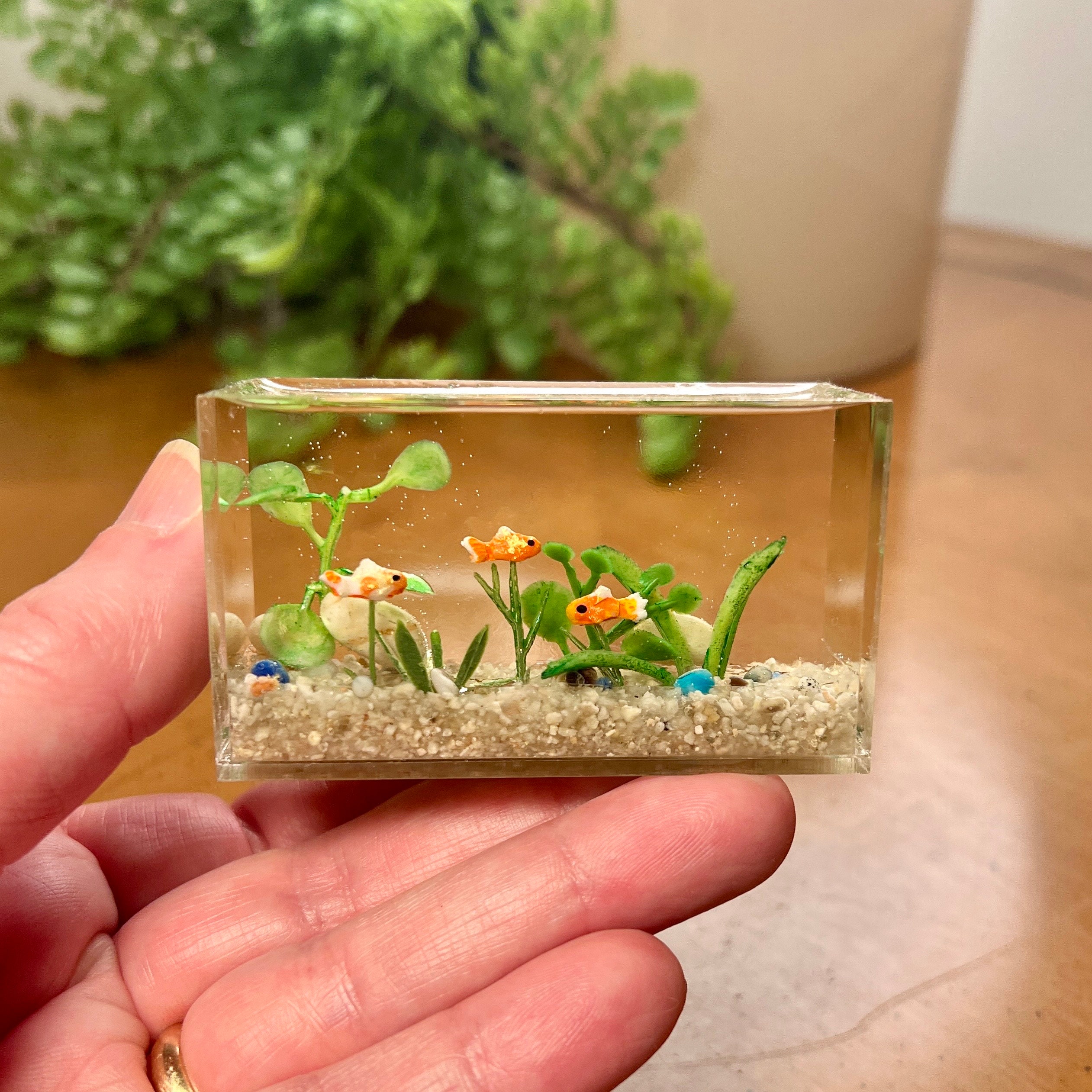 Smallest Fish Tank In The World