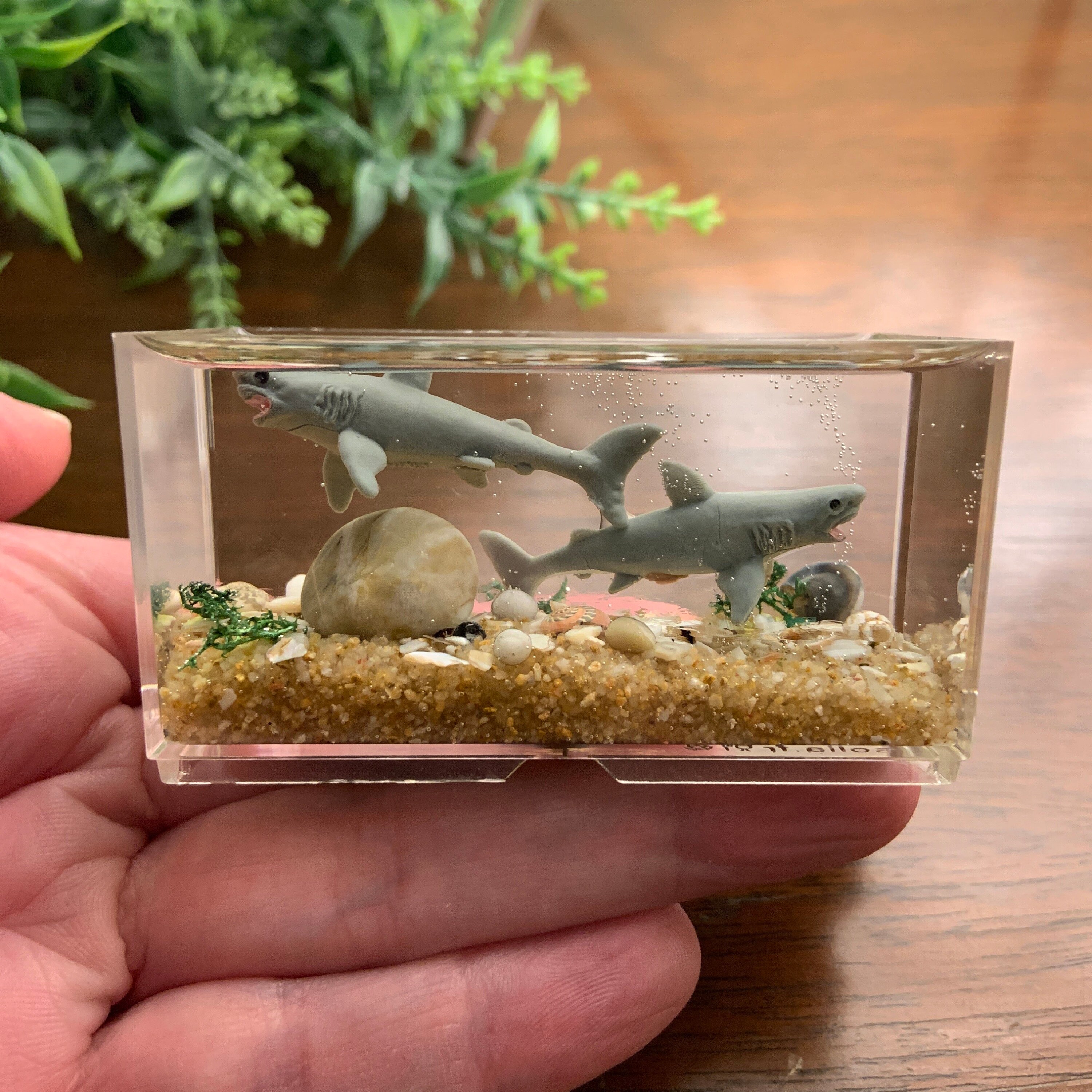 Miniature Shark Tank | Etsy