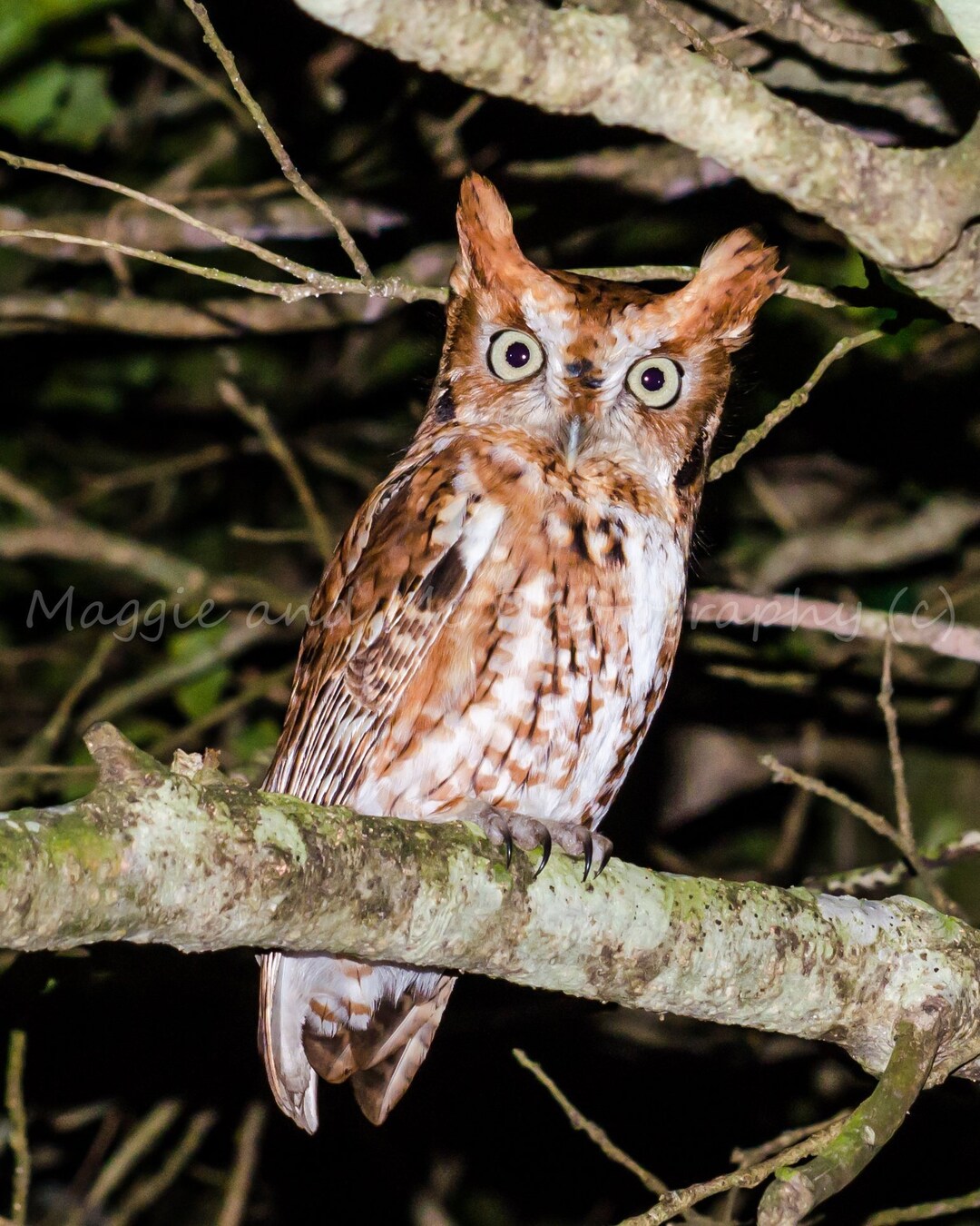 Owl Photo, Owl Print, Owl Art, Nature Print, Bird Picture, Bird ...